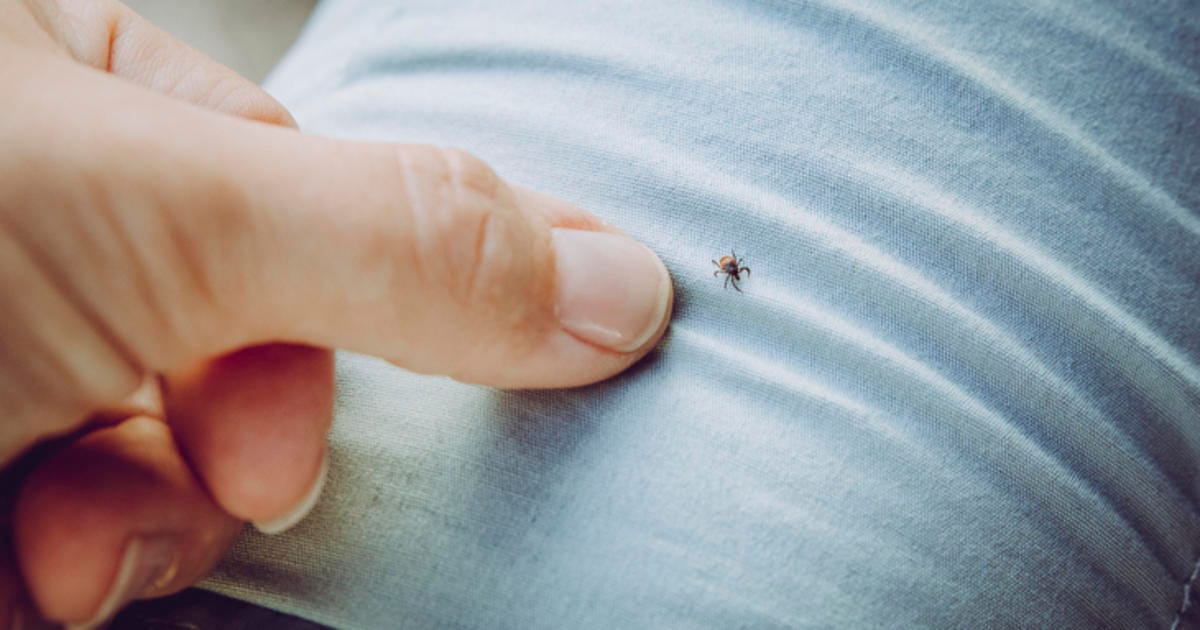 Tick Bites: What You Need to Know - OneMedicine