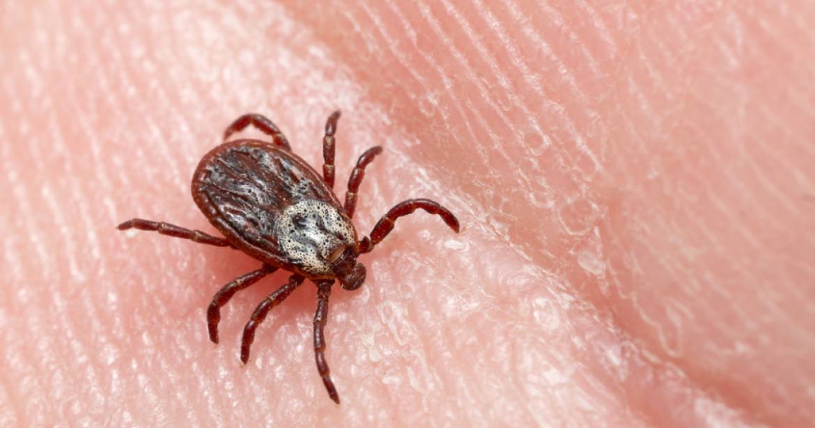 Tick Bites: What You Need to Know - OneMedicine